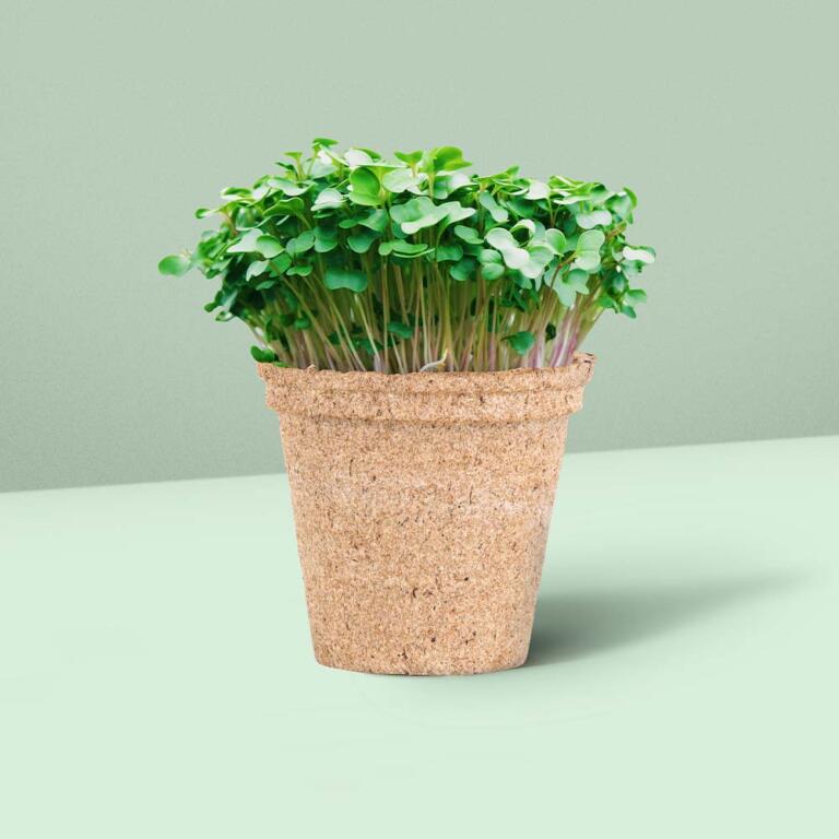 Grow Pots - Botanian